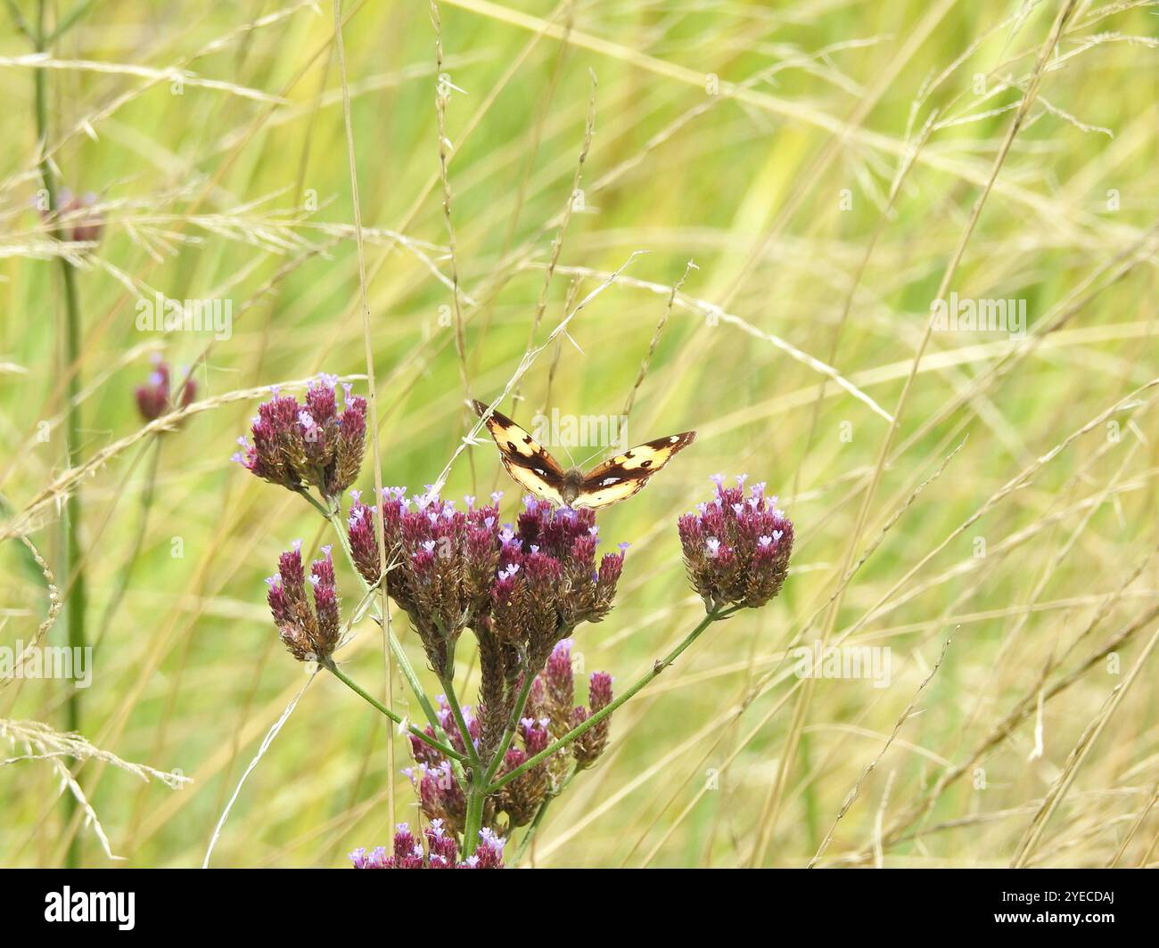 African Yellow Pansy (Junonia hierta cebrene Stock Photo - Alamy