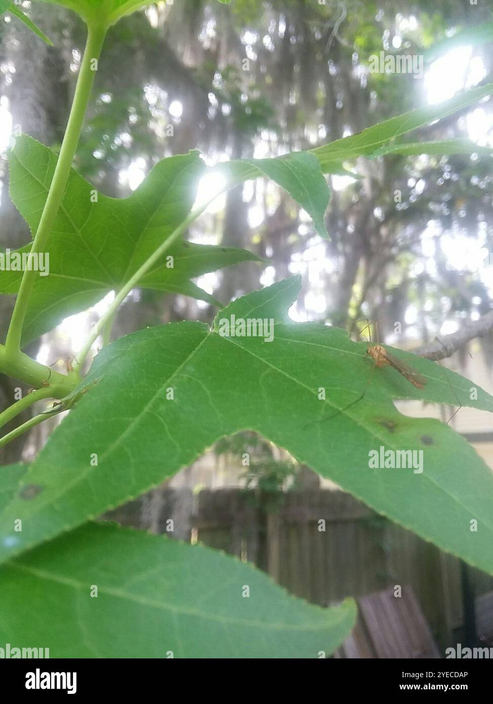 Crane Flies (Tipulomorpha Stock Photo - Alamy