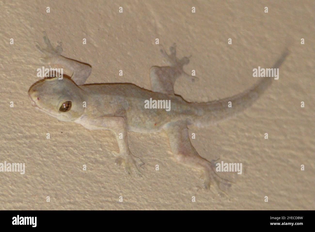 Flat-tailed House Gecko (Hemidactylus platyurus Stock Photo - Alamy