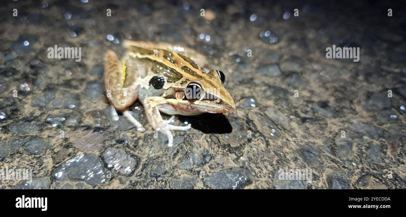 Striped rocket frog hi-res stock photography and images - Alamy