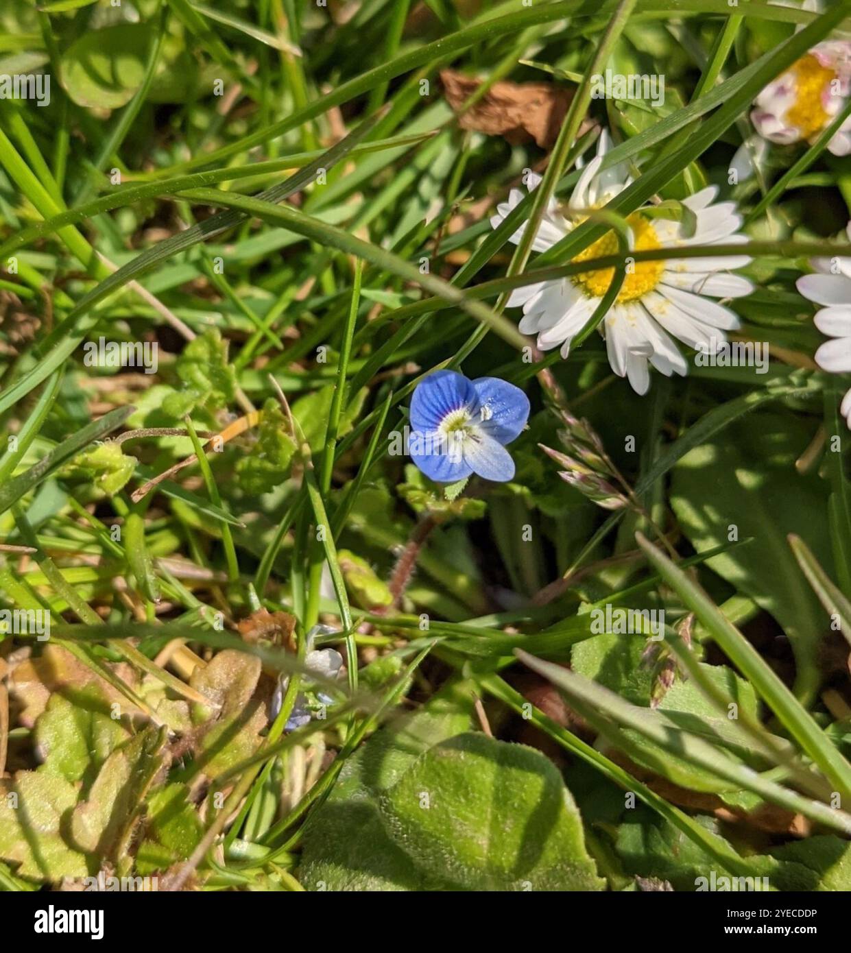 bird's-eye speedwell (Veronica persica Stock Photo - Alamy