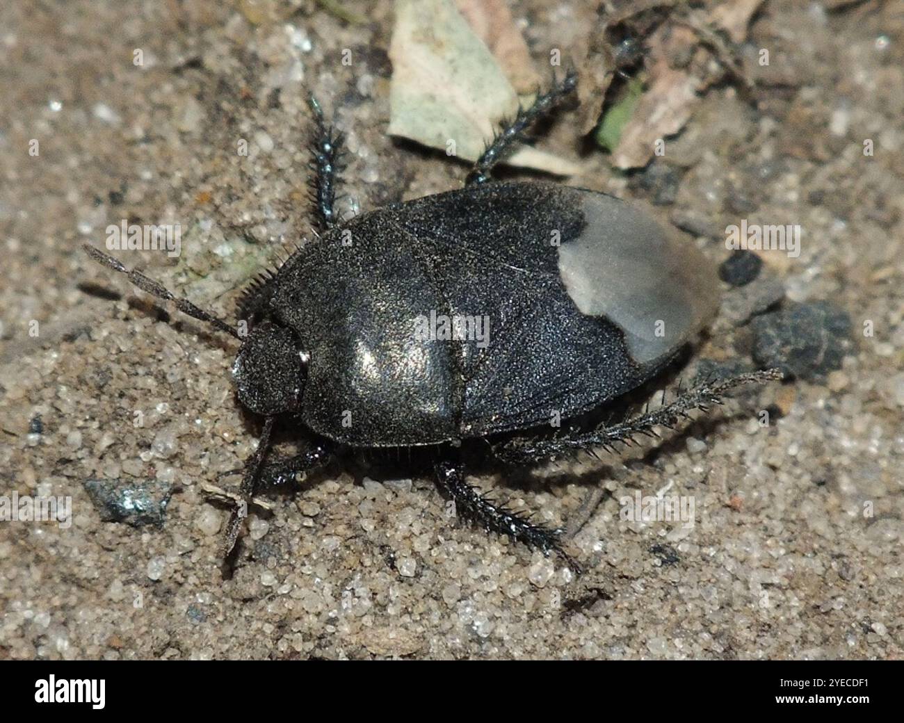 Black burrowing bug (Cydnus aterrimus Stock Photo - Alamy