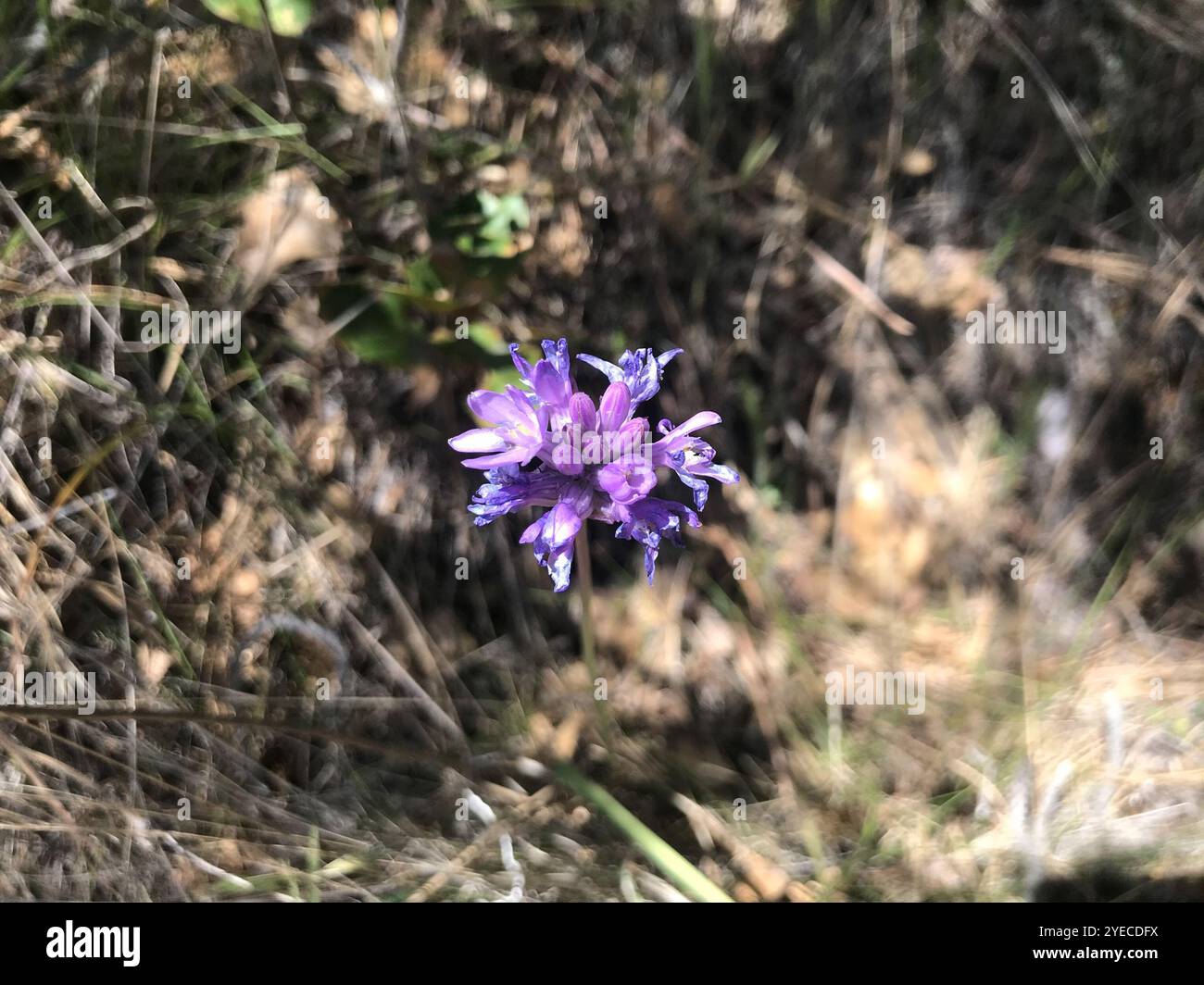 Dipterostemon hi-res stock photography and images - Alamy