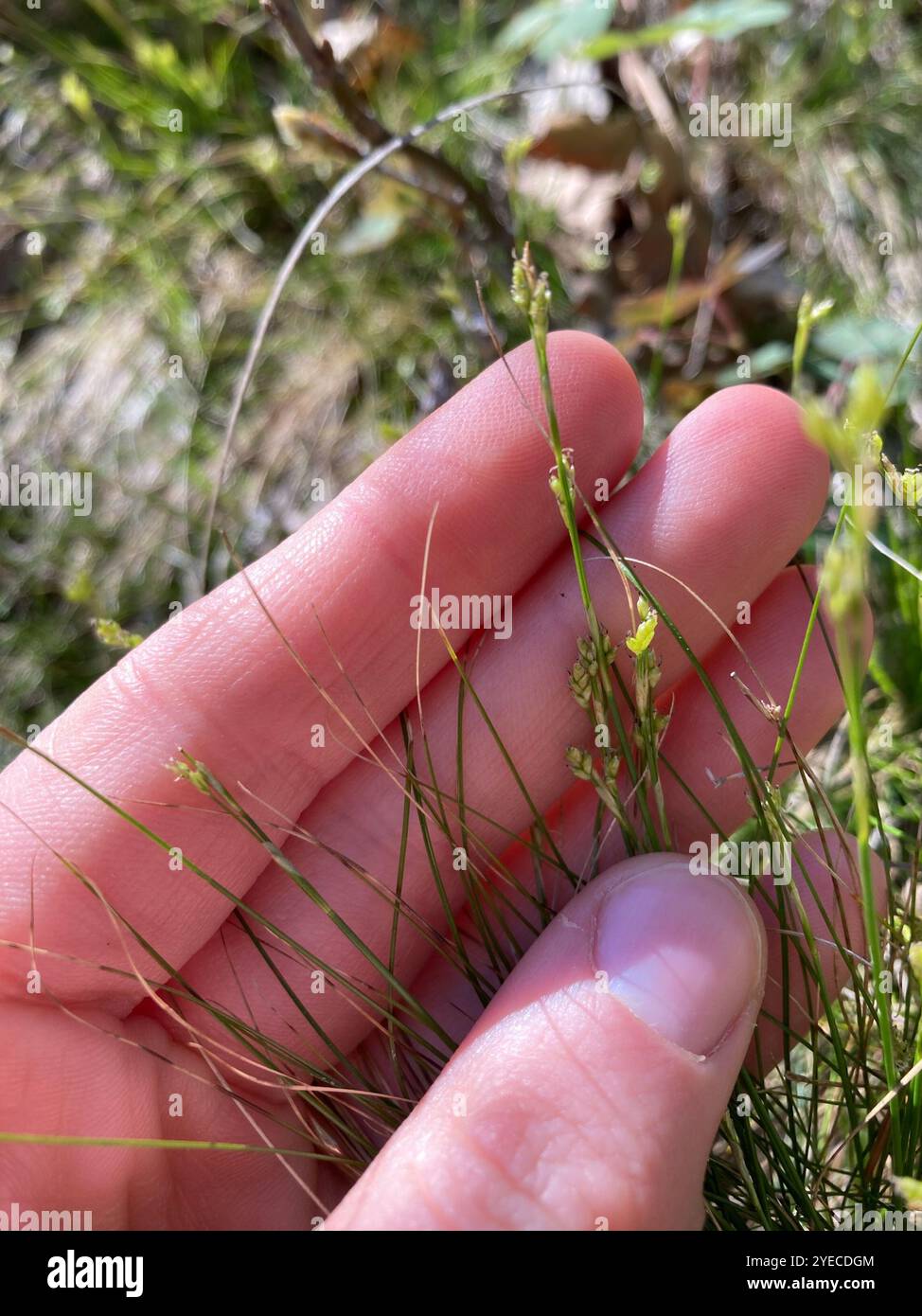 Carex eburnea hi-res stock photography and images - Alamy