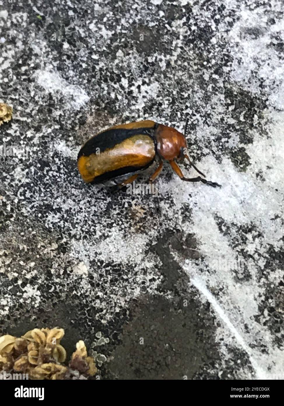 Clay-colored Leaf Beetle (Anomoea laticlavia Stock Photo - Alamy
