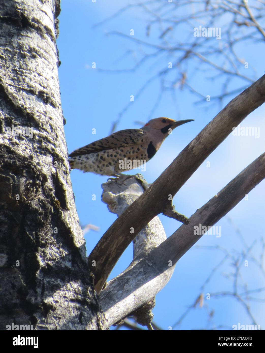 Northern Flicker (Colaptes auratus Stock Photo - Alamy