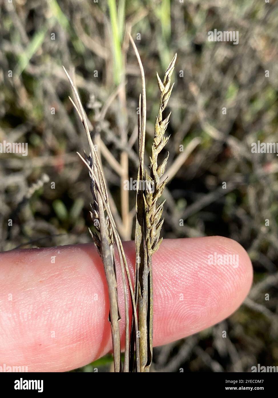 Saltgrass (Distichlis spicata Stock Photo - Alamy