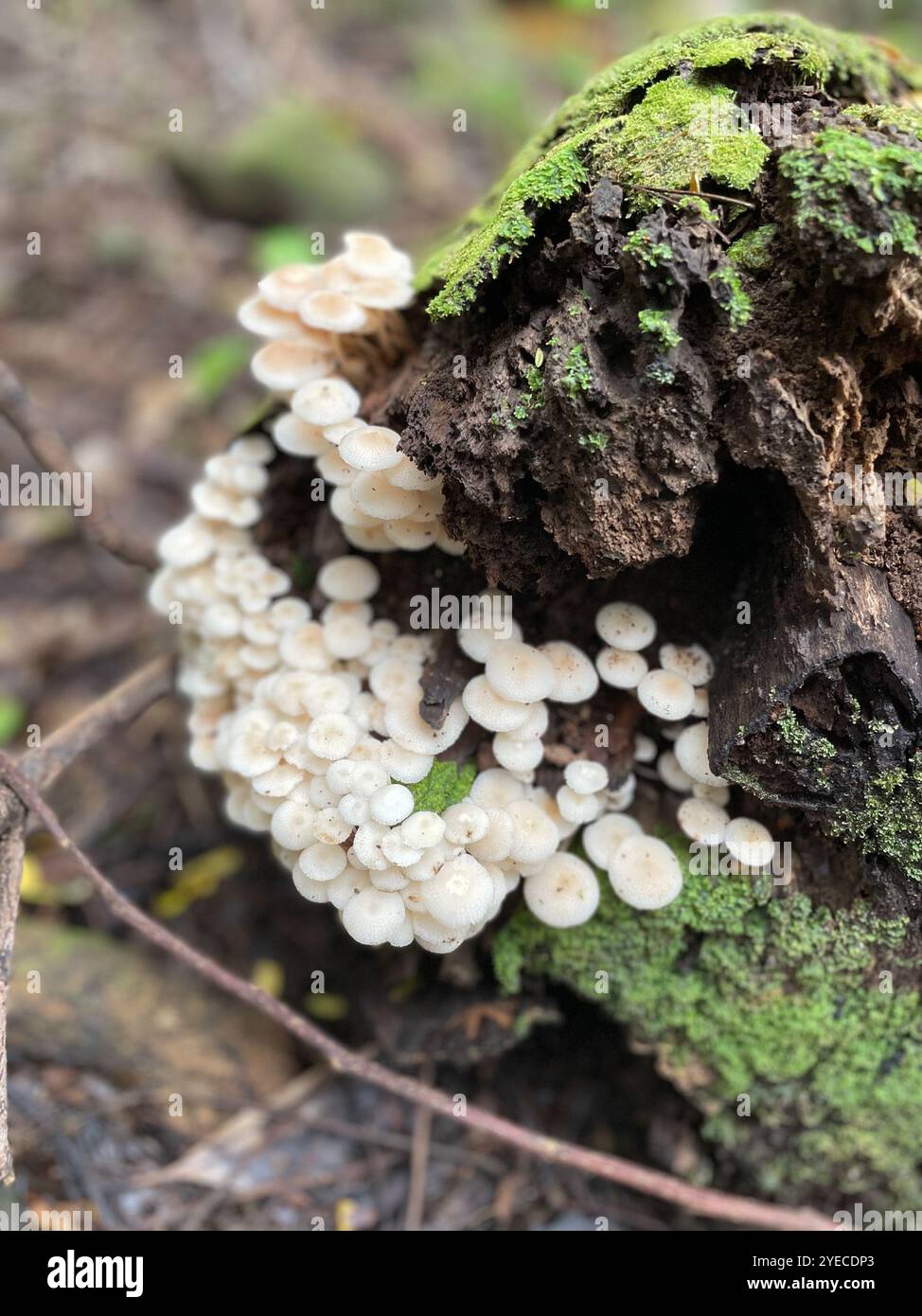 Favolaschia manipularis hi-res stock photography and images - Alamy