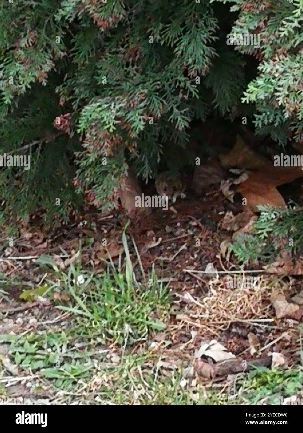 Voles, Lemmings, and Muskrats (Arvicolinae Stock Photo - Alamy