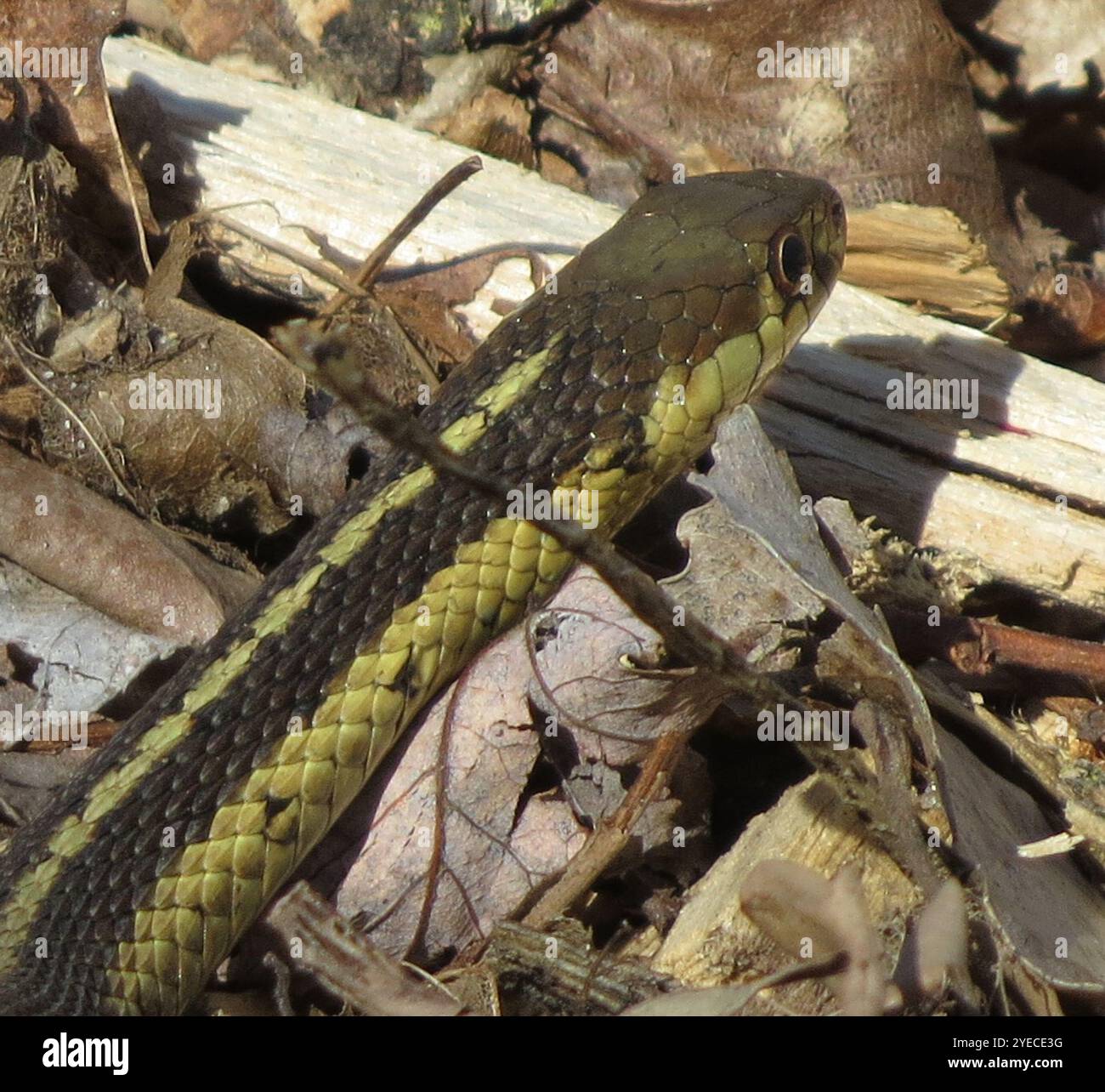 Common Garter Snake (Thamnophis sirtalis Stock Photo - Alamy