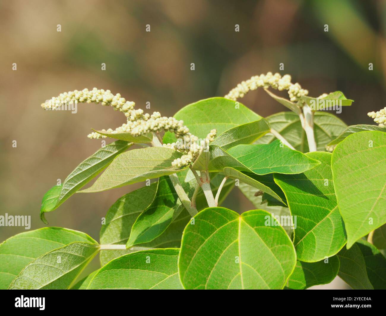 Mallotus (Mallotus japonicus Stock Photo - Alamy