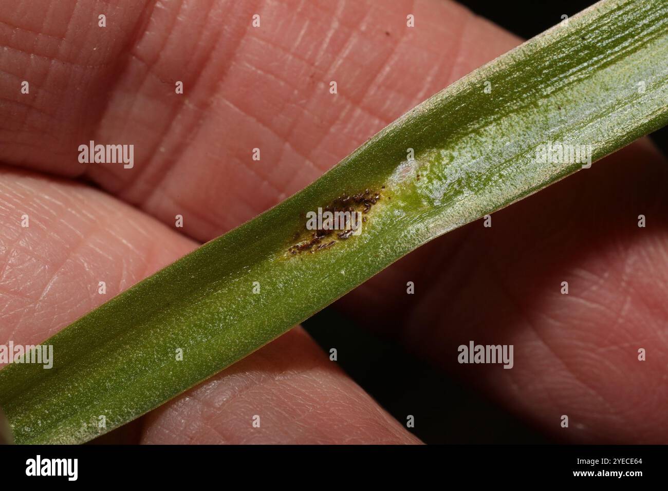 Bluebell rust (Uromyces hyacinthi Stock Photo - Alamy
