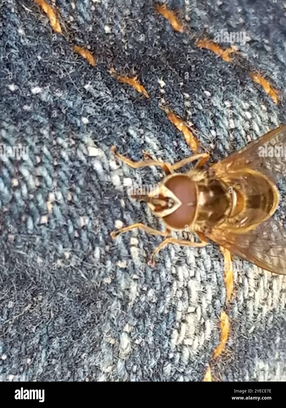 Copperback Flies (Ferdinandea Stock Photo - Alamy