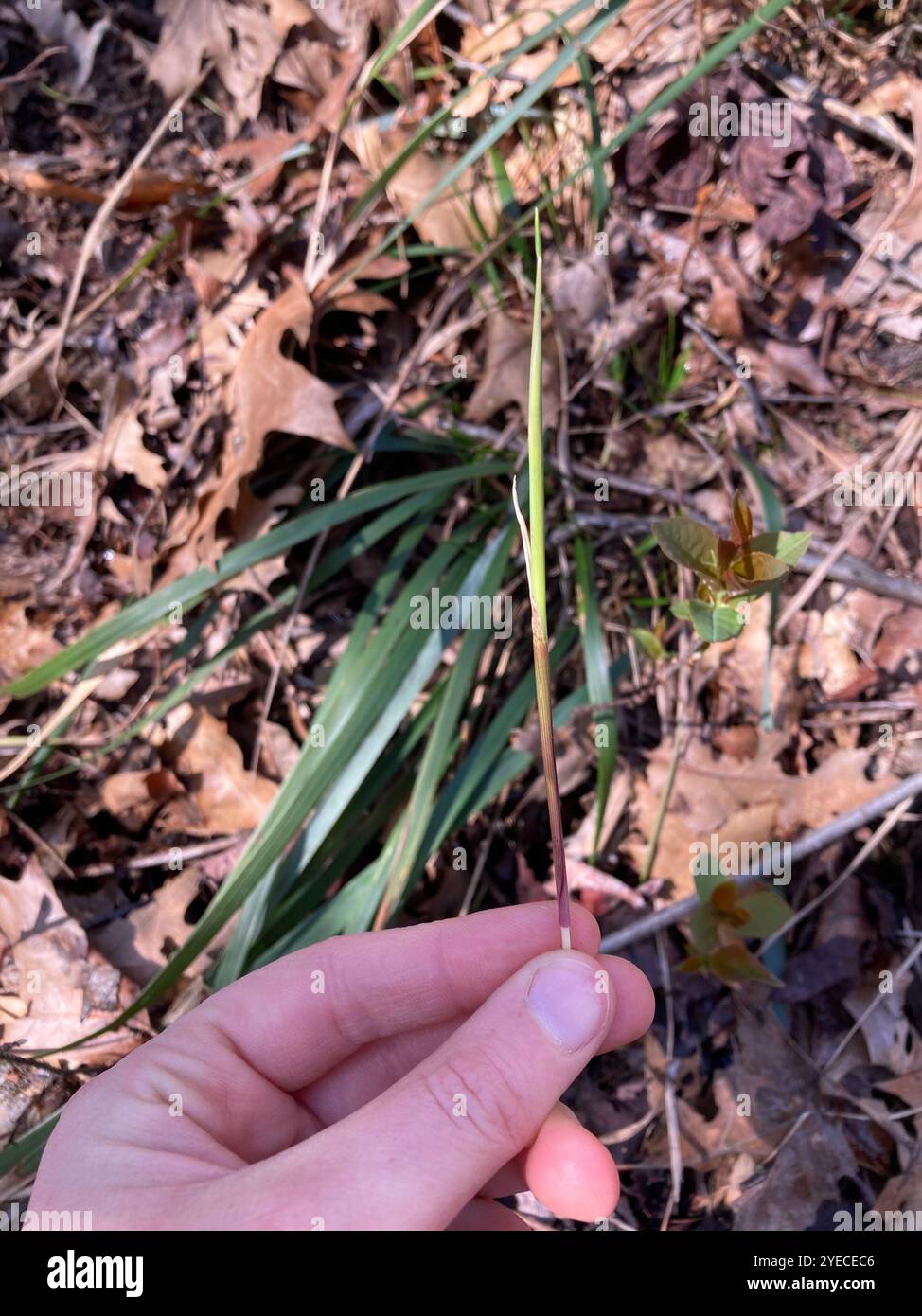 White-grained Mountain-ricegrass (Oryzopsis asperifolia Stock Photo - Alamy