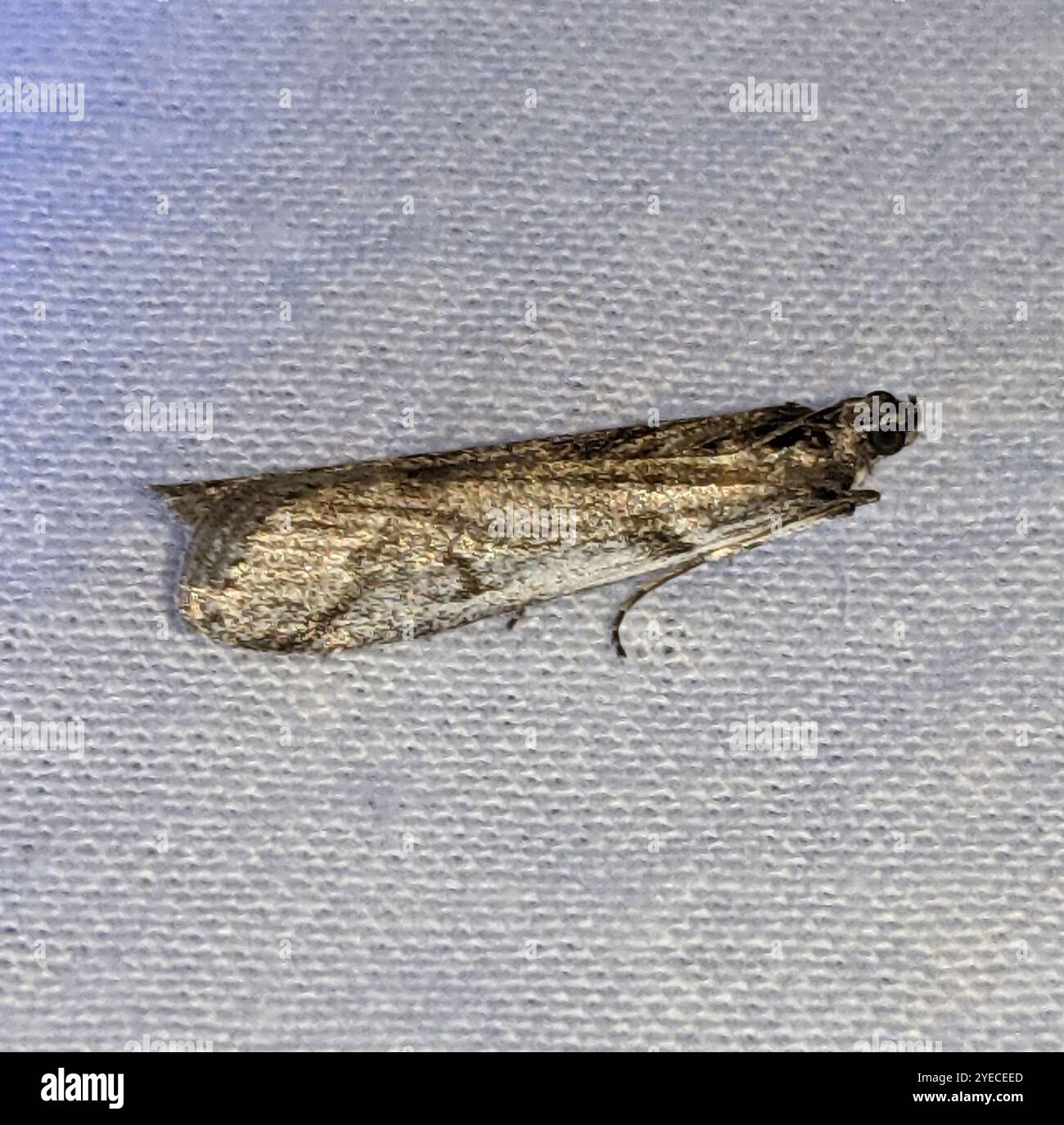 Gooseberry moth hi-res stock photography and images - Alamy