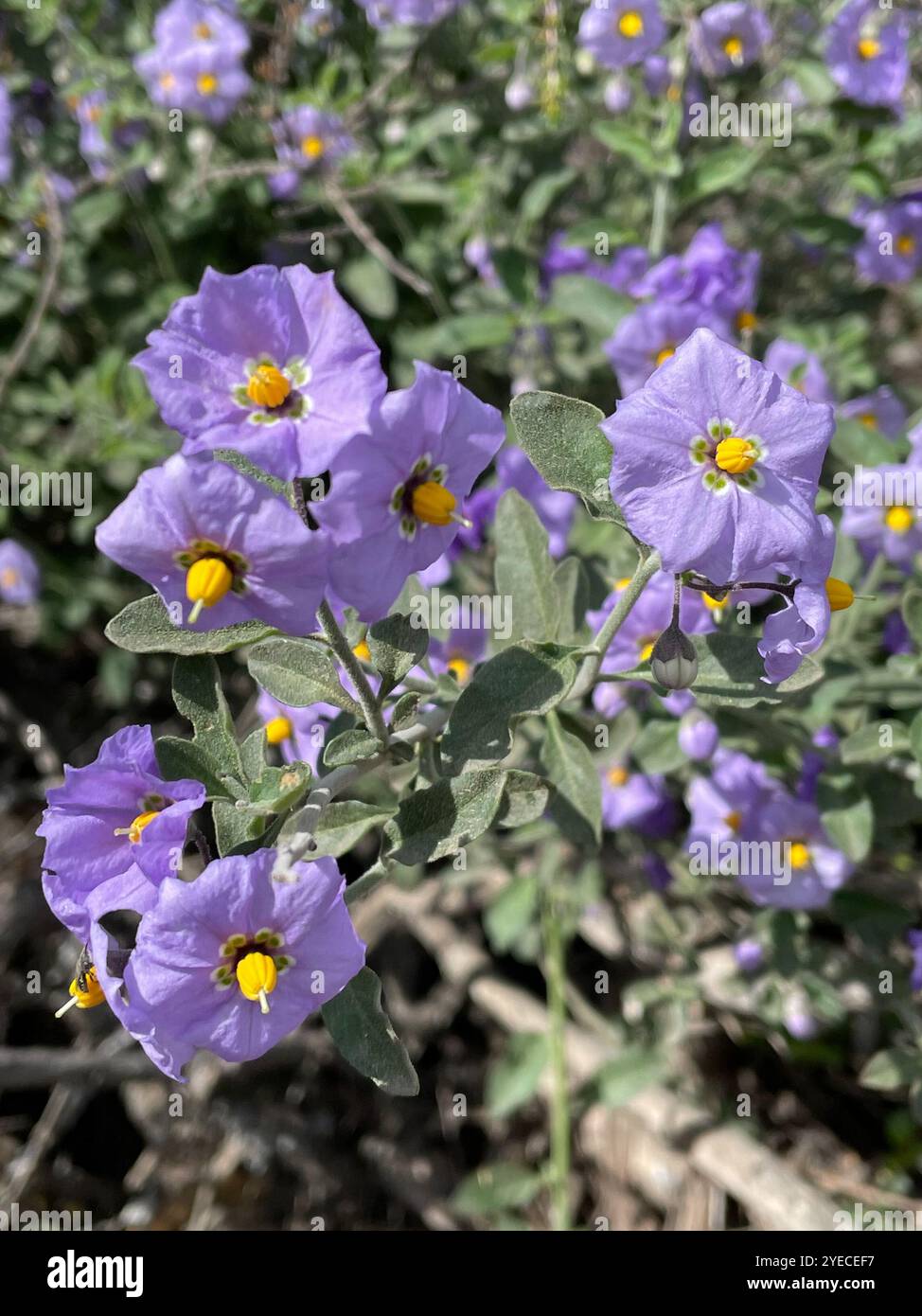 bluewitch nightshade (Solanum umbelliferum Stock Photo - Alamy