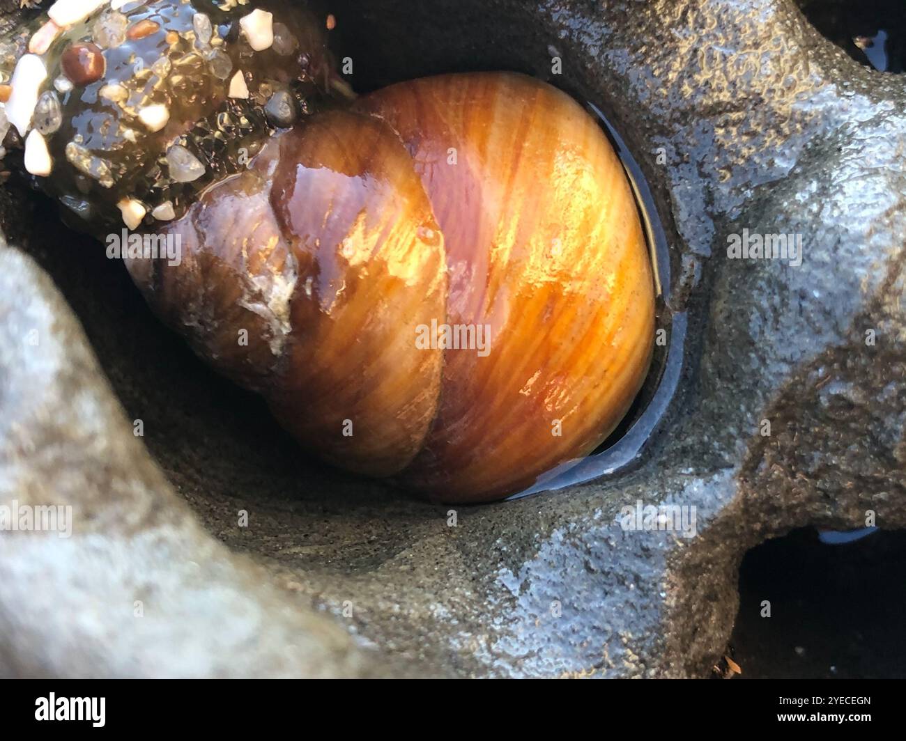 Brown Tegula (Tegula brunnea Stock Photo - Alamy