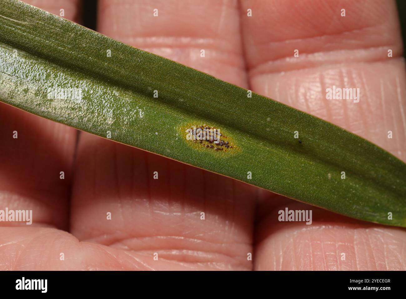 Bluebell rust (Uromyces hyacinthi Stock Photo - Alamy