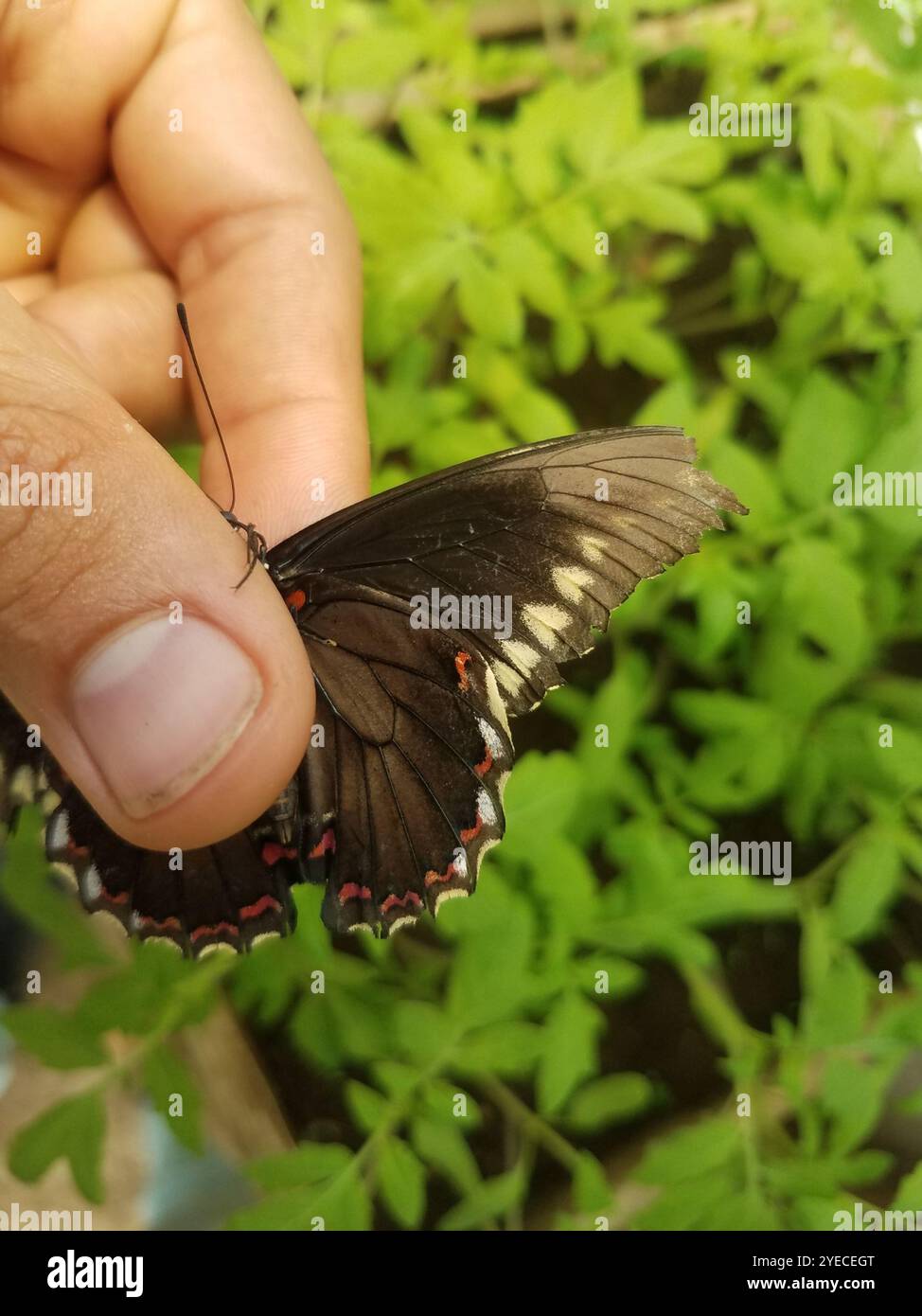 Polydamas Swallowtail (Battus polydamas Stock Photo - Alamy