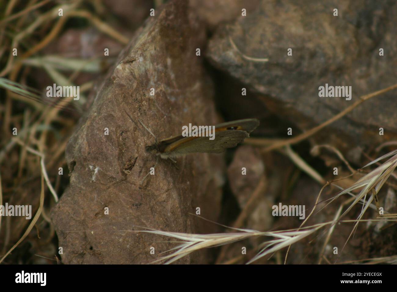 Persian Meadow Brown (Maniola telmessia Stock Photo - Alamy