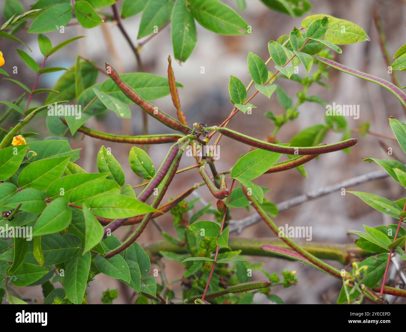 Coffee Senna (Senna occidentalis Stock Photo - Alamy