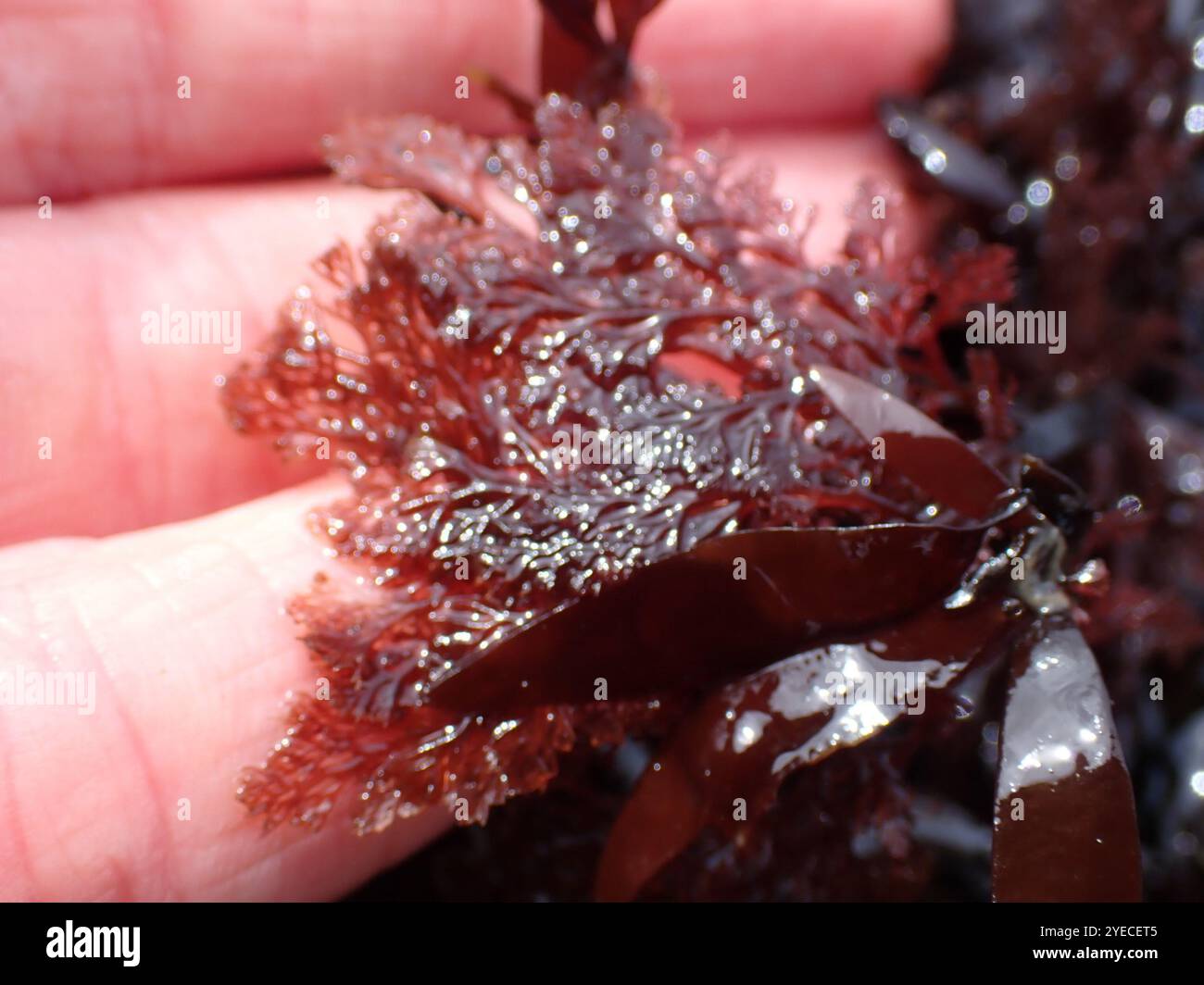 Prionitis hi-res stock photography and images - Alamy
