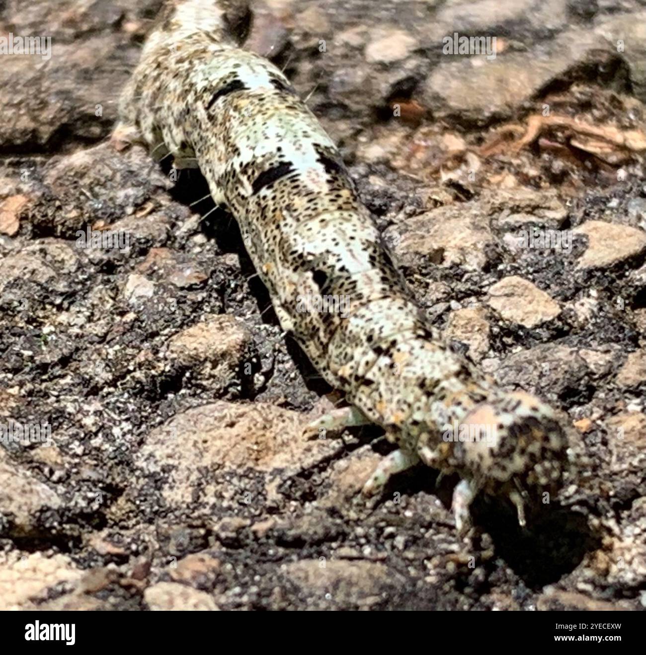 Live Oak Metria Moth (Metria amella Stock Photo - Alamy