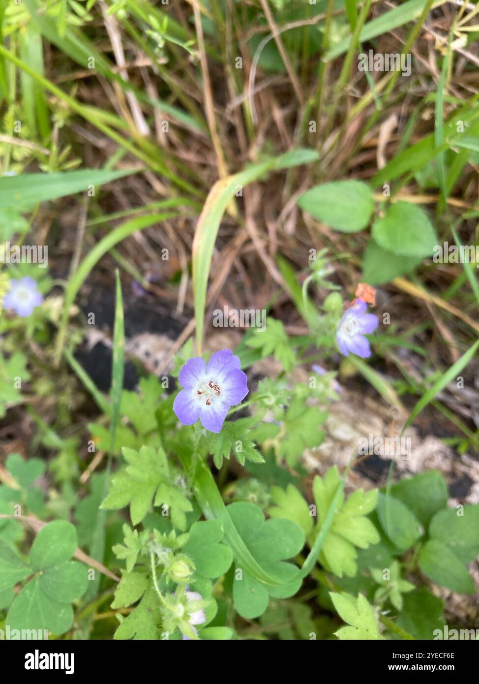 Texas baby blue eyes (Nemophila phacelioides Stock Photo - Alamy