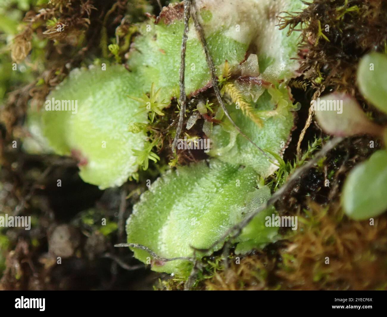 Hemisphaeric Liverwort (Reboulia hemisphaerica Stock Photo - Alamy