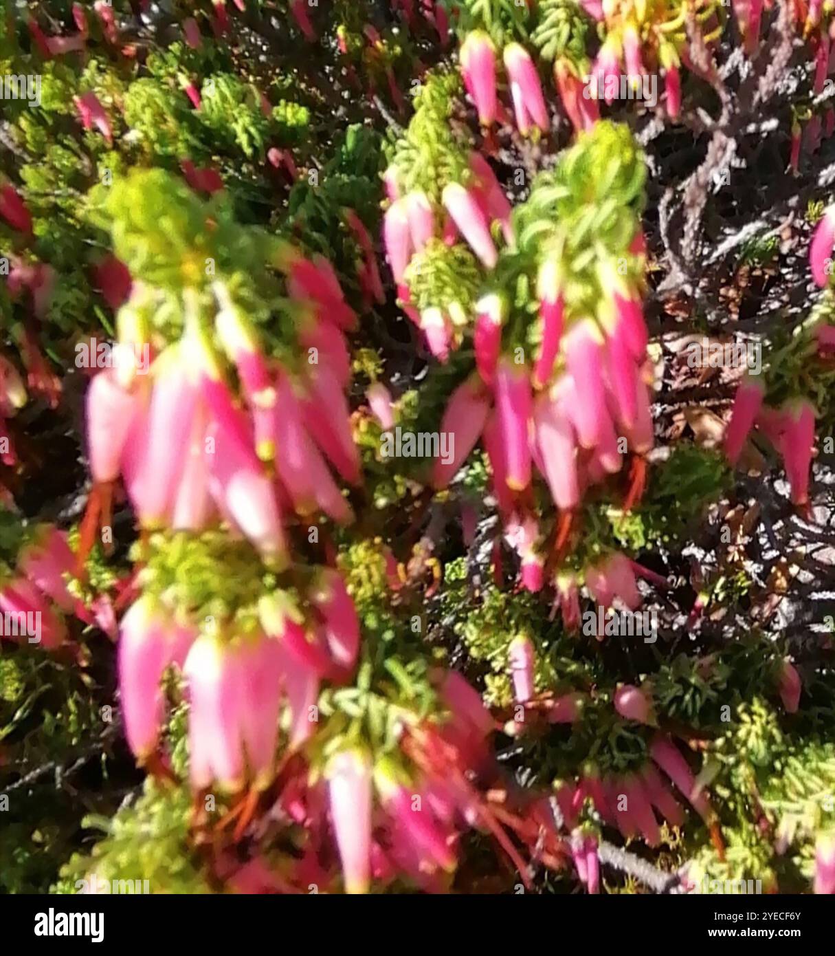 Browntongue Hangertjie (Erica plukenetii plukenetii Stock Photo - Alamy