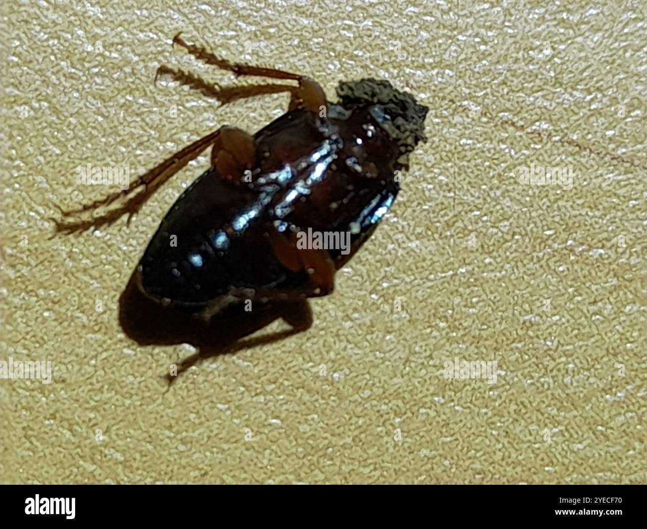 Ground Beetles (Carabidae Stock Photo - Alamy
