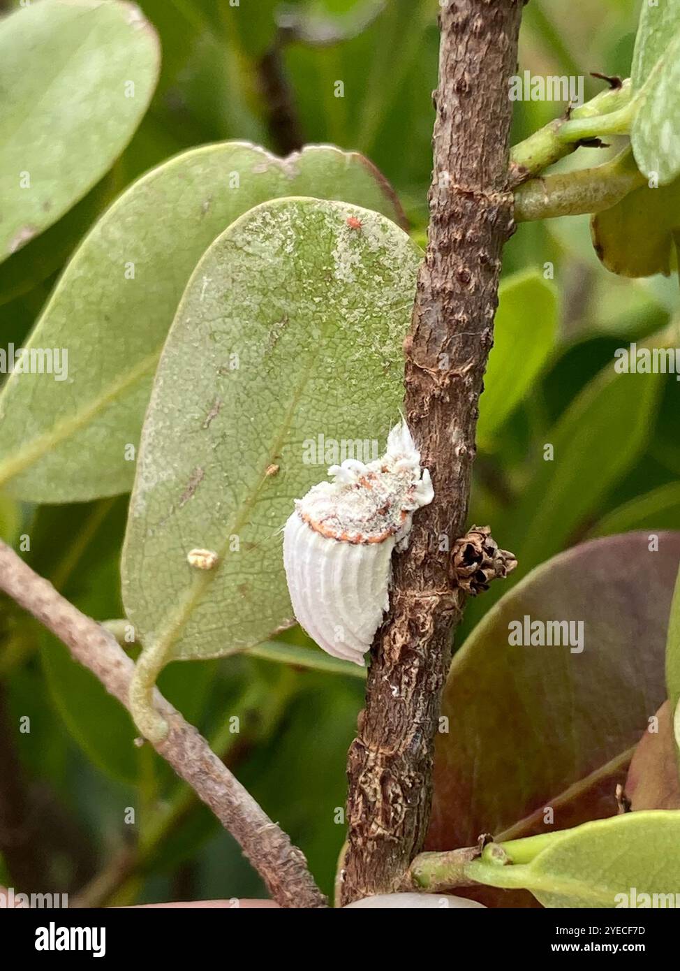Cottony cushion scale (Icerya purchasi Stock Photo - Alamy