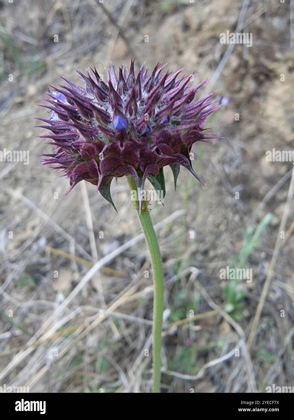 Chia (Salvia columbariae Stock Photo - Alamy