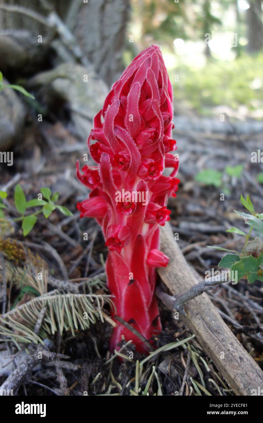 Snowplant (Sarcodes sanguinea Stock Photo - Alamy