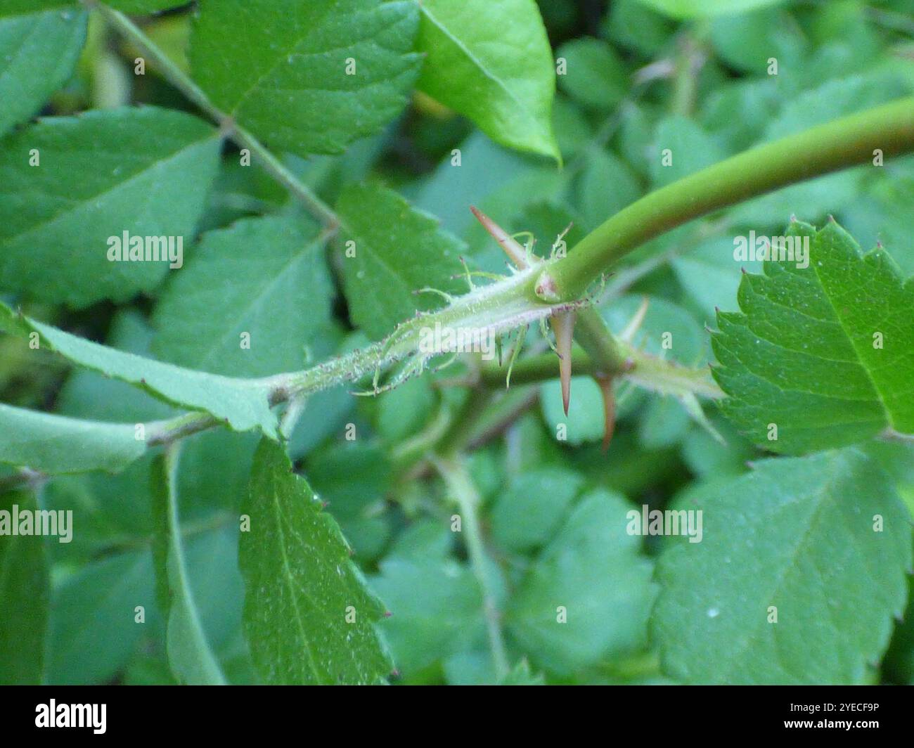 multiflora rose (Rosa multiflora Stock Photo - Alamy