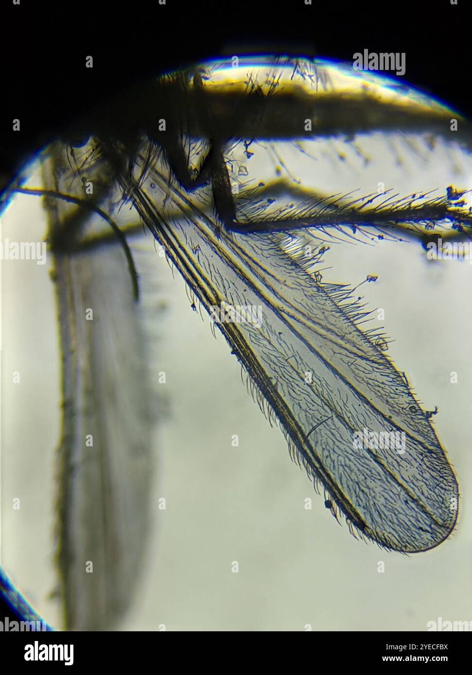 Winged and Once-winged Insects (Pterygota Stock Photo - Alamy