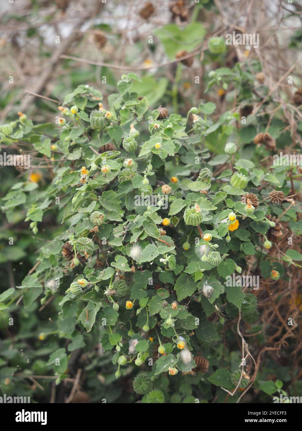 Indian Mallow (Abutilon indicum Stock Photo - Alamy