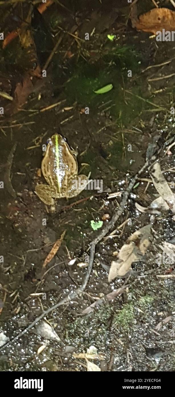 Striped burrowing frog hi-res stock photography and images - Alamy