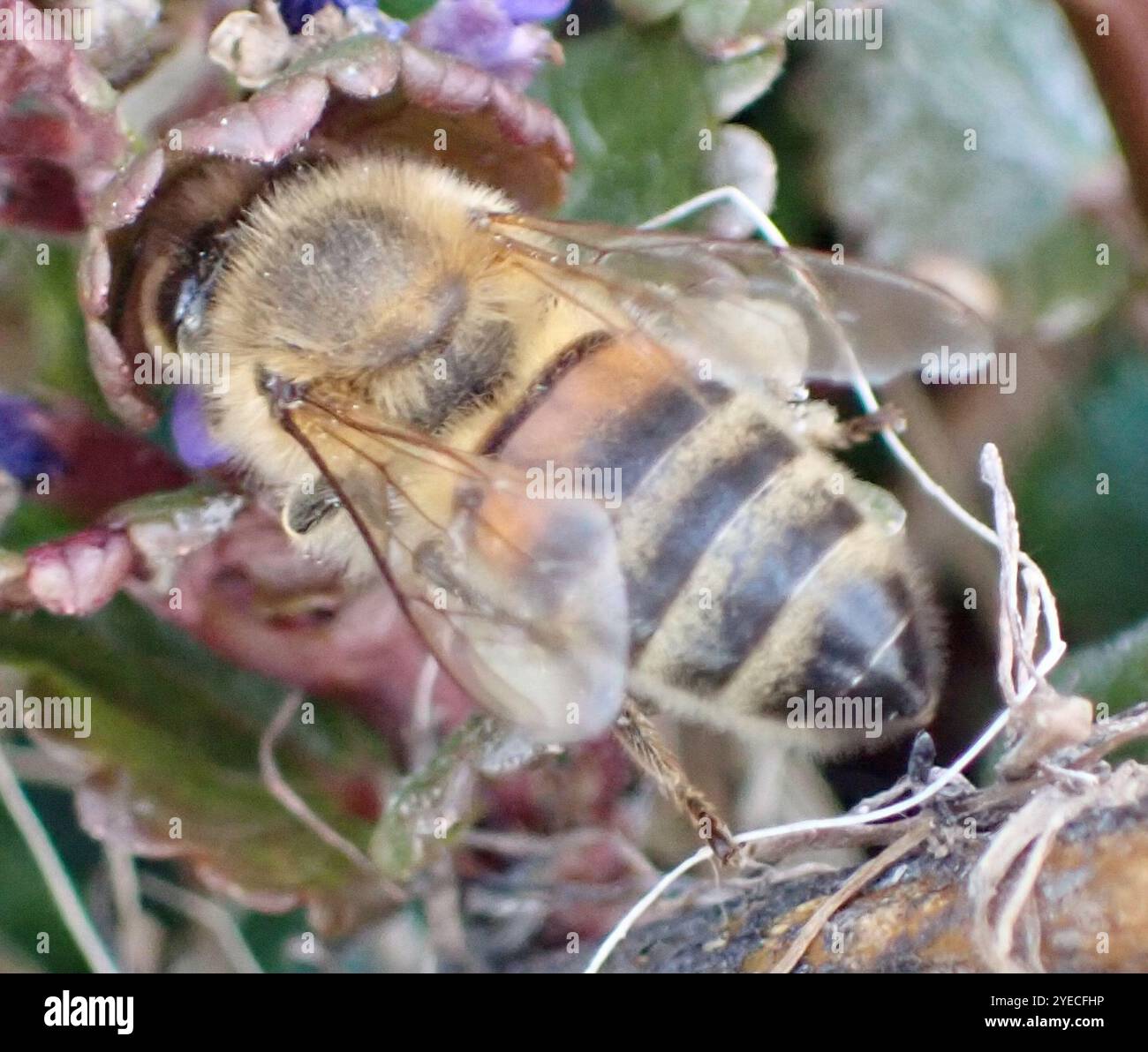 Western Honey Bee (Apis mellifera Stock Photo - Alamy