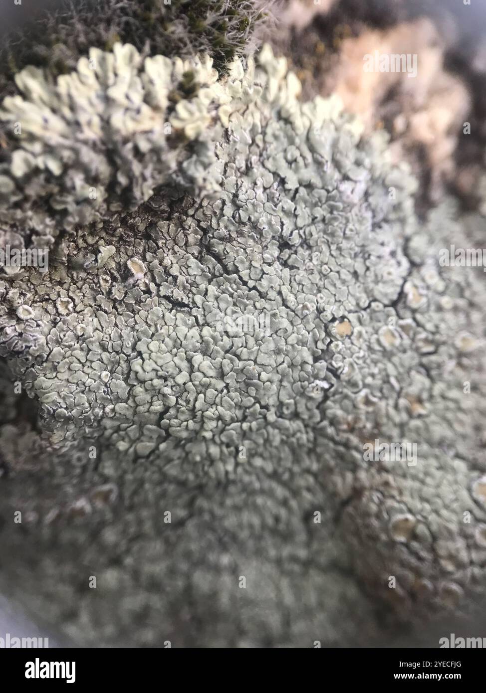 rim lichens, disc lichens, and allies (Lecanoraceae Stock Photo - Alamy