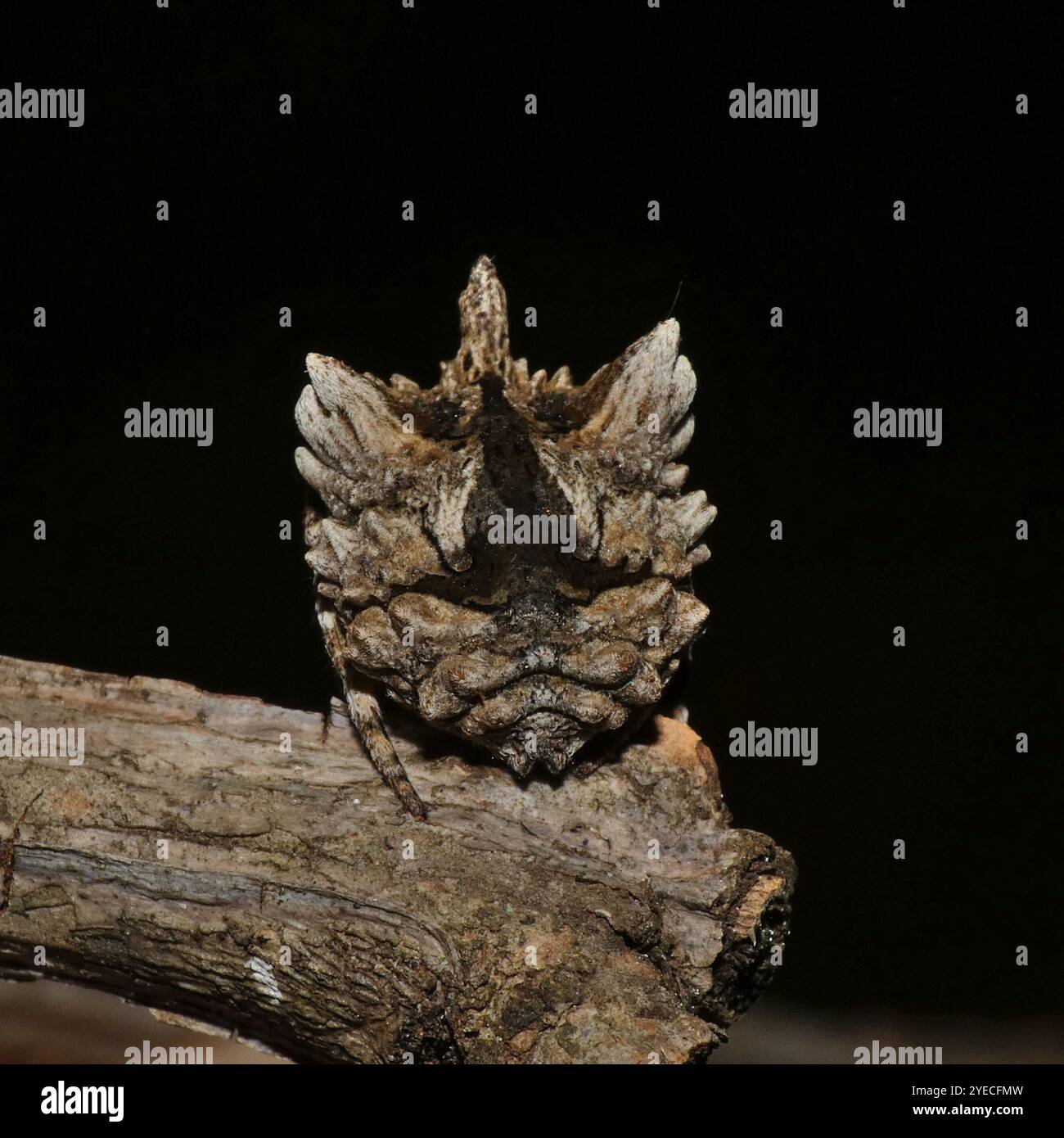 Poltys hi-res stock photography and images - Alamy