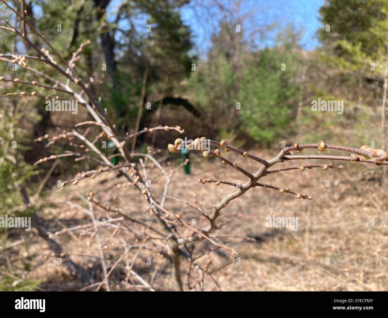 Dwarf Hackberry (Celtis tenuifolia Stock Photo - Alamy