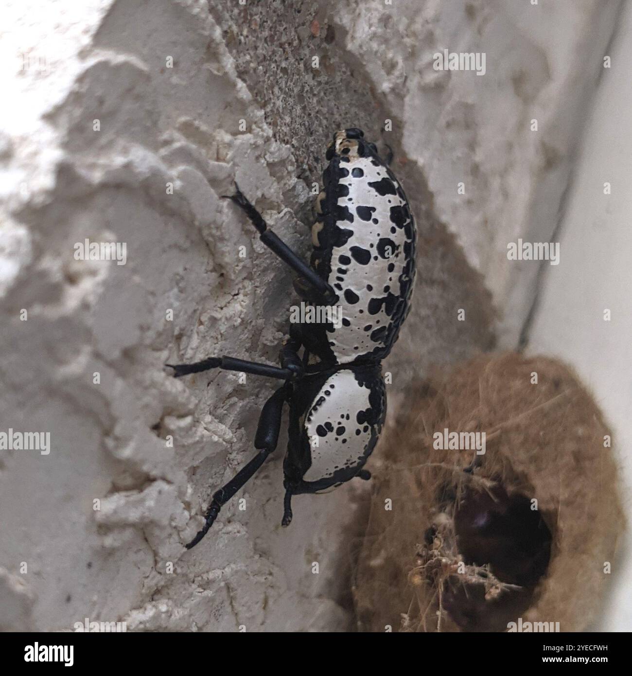 Texas Ironclad Beetle (Zopherus nodulosus haldemani Stock Photo - Alamy