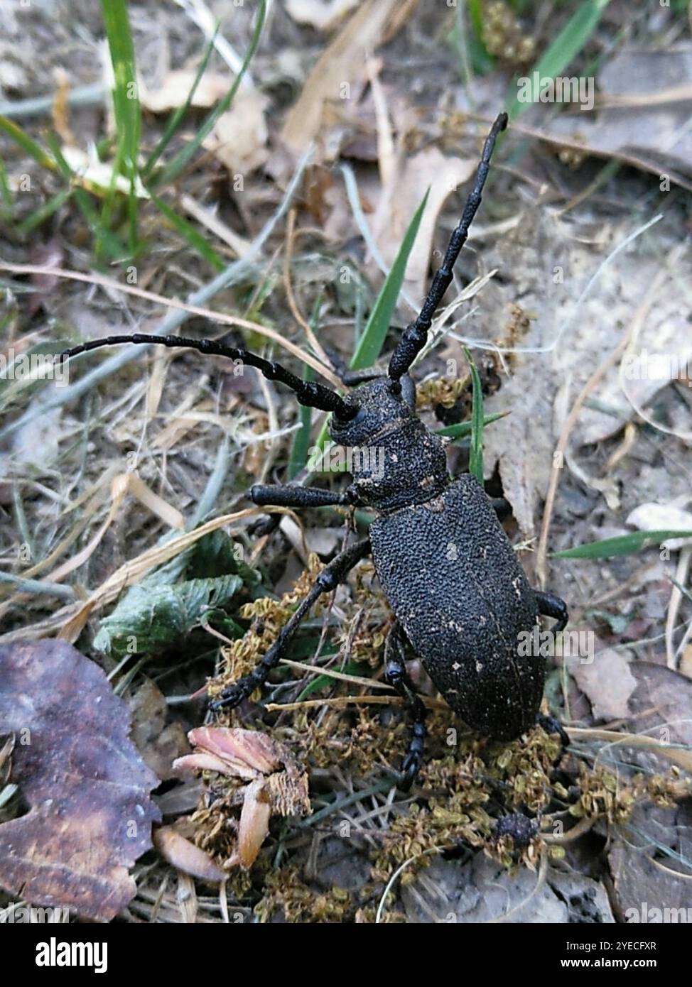Weaver beetle (Lamia textor Stock Photo - Alamy