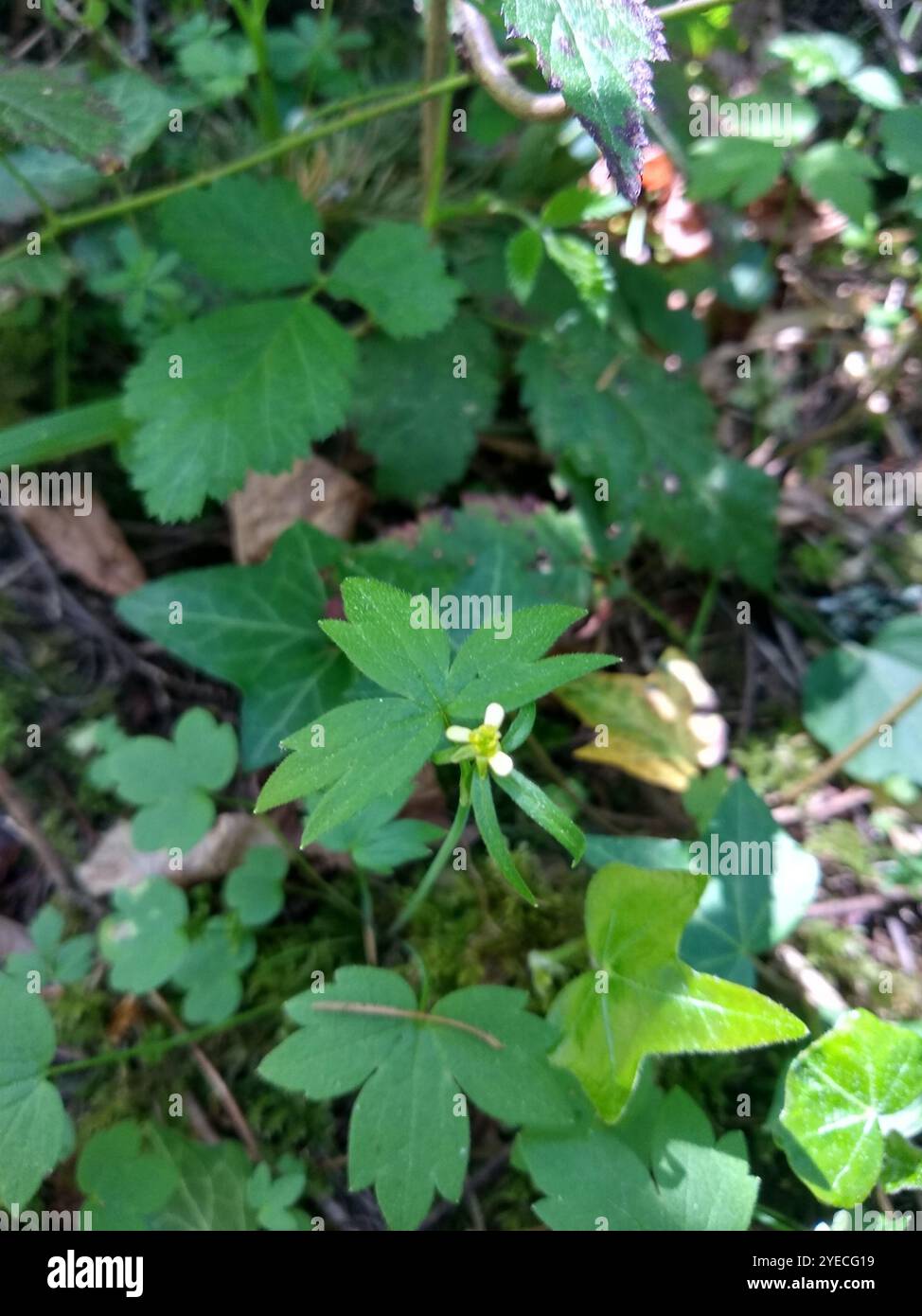 woodland buttercup (Ranunculus uncinatus Stock Photo - Alamy