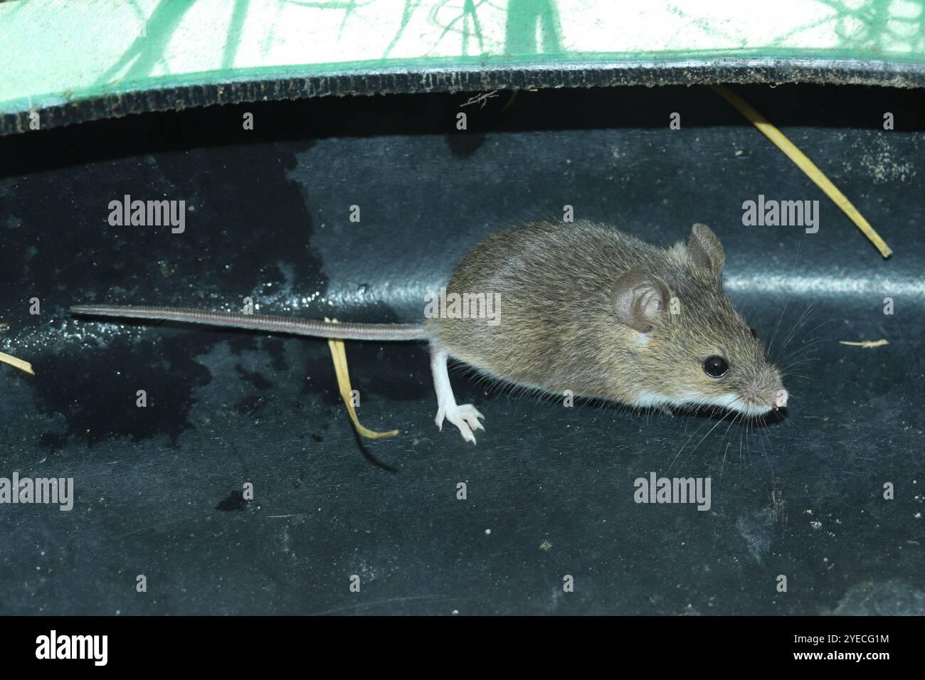 Old World Mice and Rats (Muridae Stock Photo - Alamy