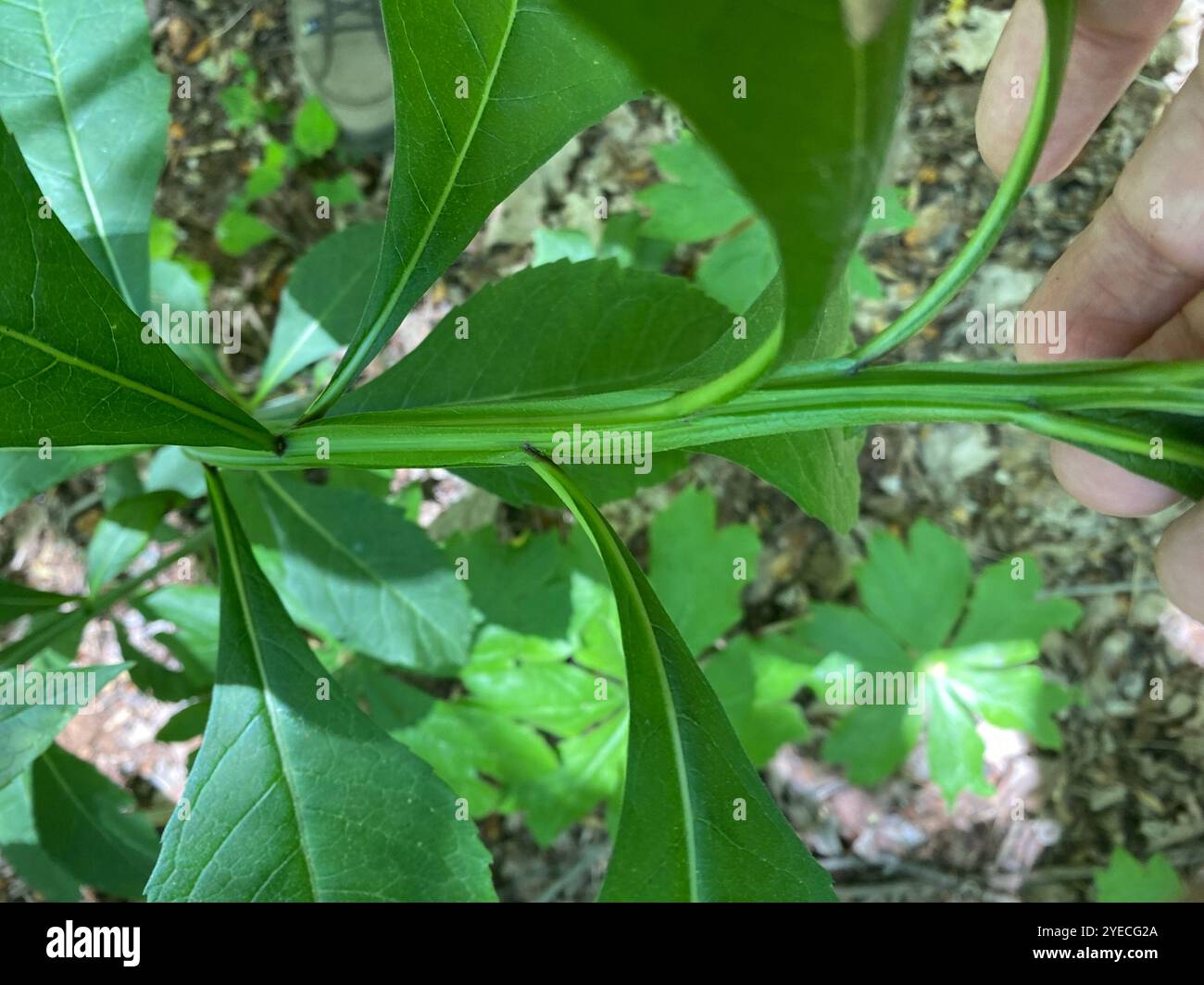 Wingstem (Verbesina alternifolia Stock Photo - Alamy