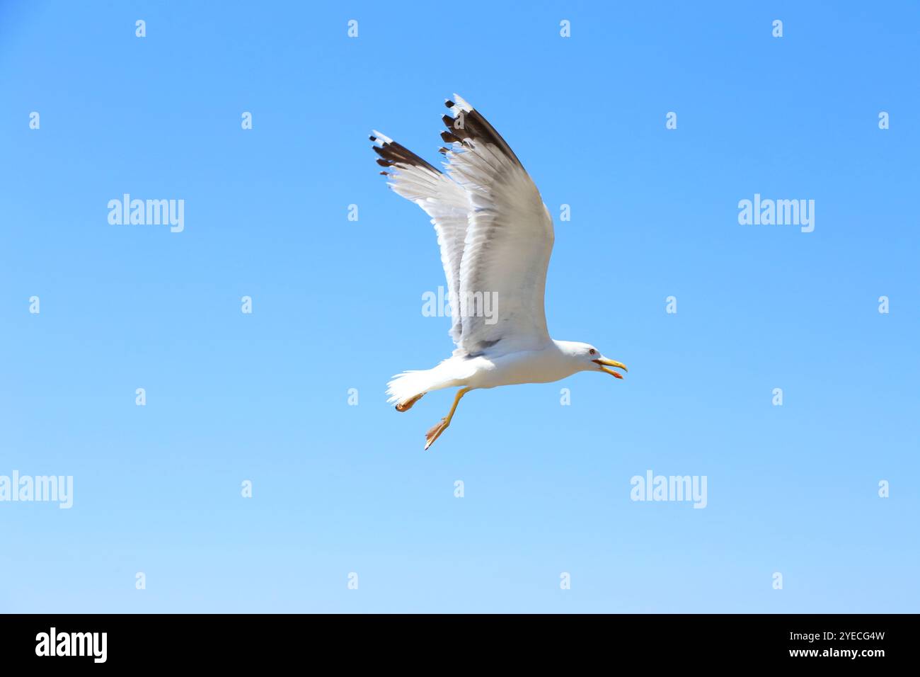 Flying seagull against the blue sky. Close-up Stock Photo - Alamy