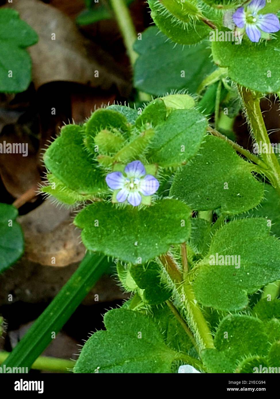 Ivy-leaved Speedwell (Veronica hederifolia Stock Photo - Alamy