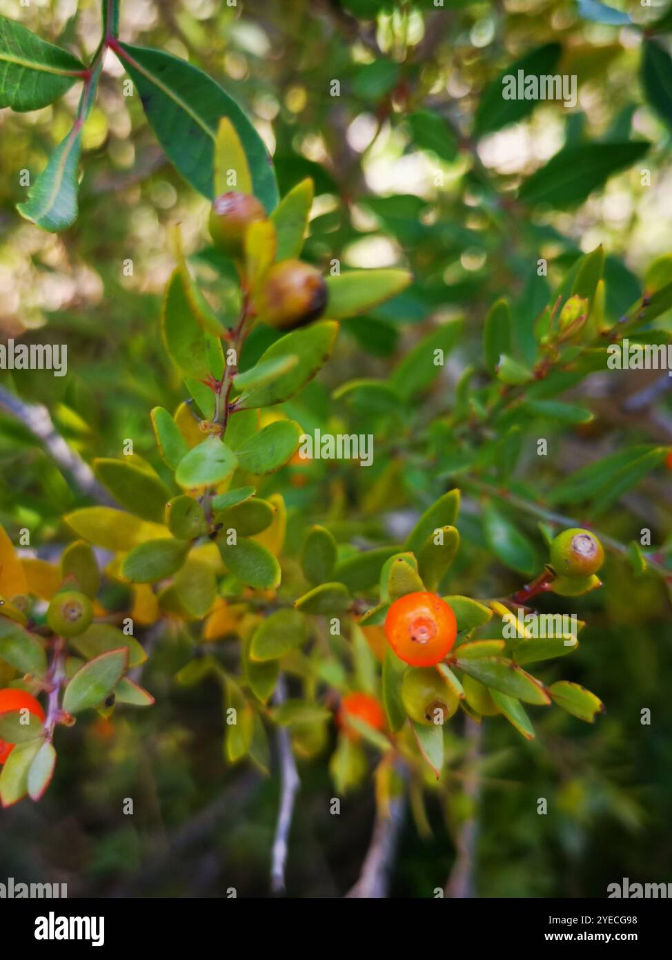 Osyris lanceolata hi-res stock photography and images - Alamy